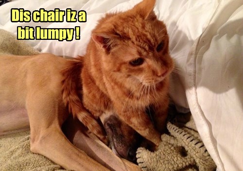 I'll Make the Best of it - Lolcats - lol | cat memes | funny cats ...