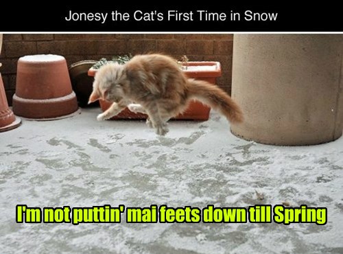 Lolcats - snow - Page 2 - LOL at Funny Cat Memes - Funny cat pictures ...