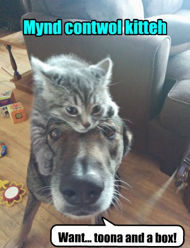 They're at it Again - Lolcats - lol | cat memes | funny cats | funny ...