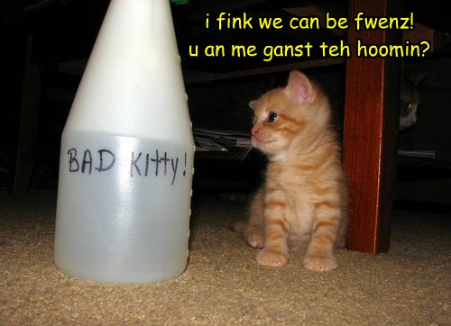 Spritz Once for Yes - Lolcats - lol | cat memes | funny cats | funny ...