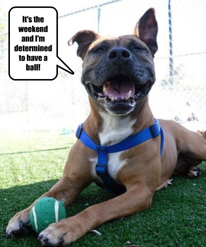 Tgif Cute Dog Me And My Little 105 Pound Lap Dog Are Having A Lazy