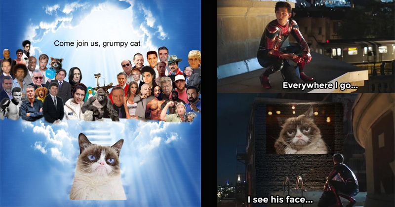 RIP Grumpy Cat, The Internet's Most Beloved Unimpressed Feline ...