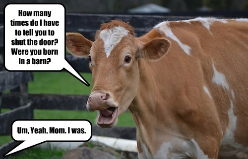 Ask A Stupid Question... - Animal Comedy - Animal Comedy, funny animals ...