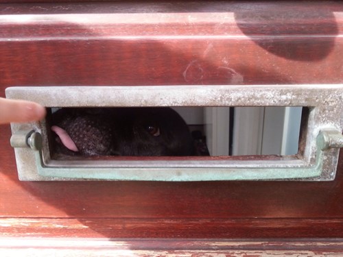 My Guard Dog isn't very Scary - I Has A Hotdog - Dog Pictures - Funny ...