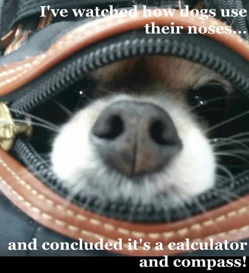 Global Positioning Sniffer - I Has A Hotdog - Dog Pictures - Funny ...