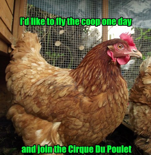 Animal Comedy - chicken - Page 3 - Animal Comedy - Animal Comedy, funny ...