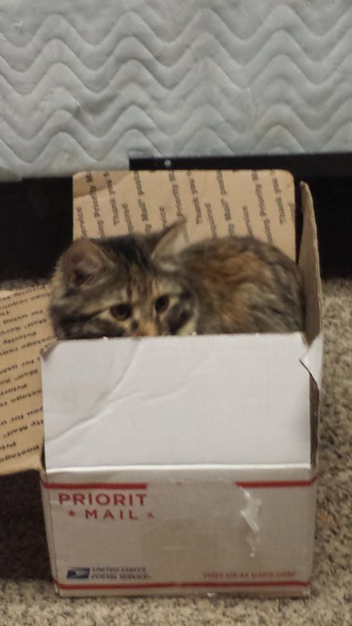 Priority Kitten - Lolcats - lol | cat memes | funny cats | funny cat ...