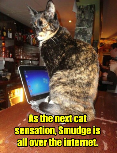 Sometimes You Have To Take Your Internet Fame - Lolcats - lol | cat ...