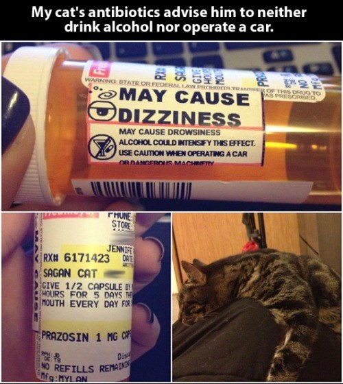 Lolcats - dizzy - LOL at Funny Cat Memes - Funny cat pictures with ...