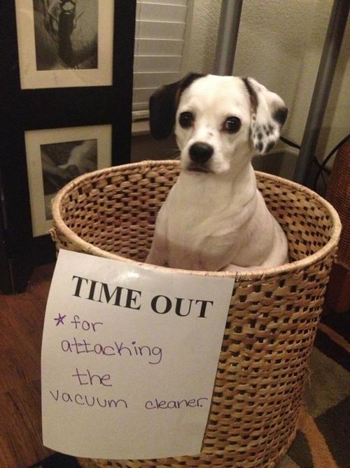 I Has A Hotdog - time out - Funny Dog Pictures | Dog Memes | Puppy ...