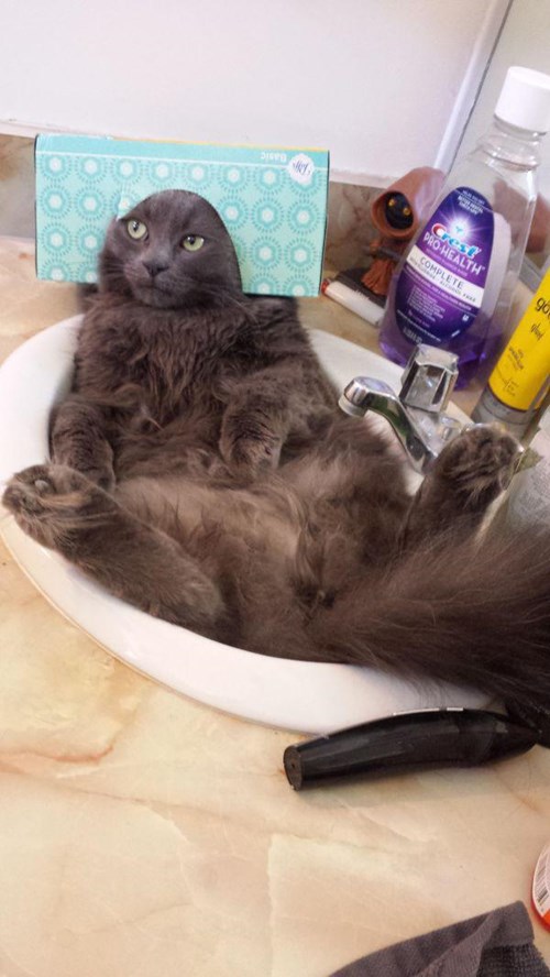 Lolcats - tissue - LOL at Funny Cat Memes - Funny cat pictures with ...