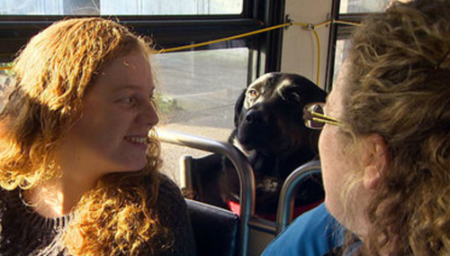 Seattle Dog has No Need for Humans, Takes City Bus to Dog Park Solo - I ...