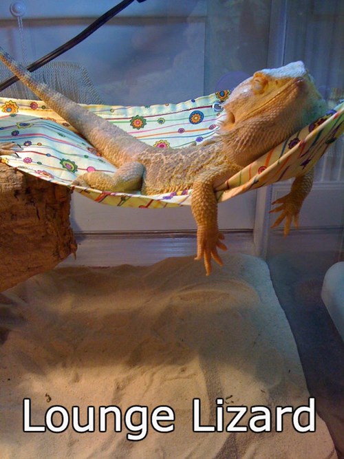 Human, Do Bring Me a Plate of Delicious Crickets - Animal Comedy ...