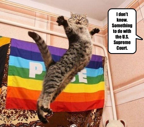 Lolcats - freedom - LOL at Funny Cat Memes - Funny cat pictures with ...