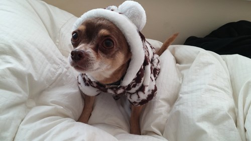 Where Are We Going Out? - Daily Squee - Cute Animals - Cute Baby ...