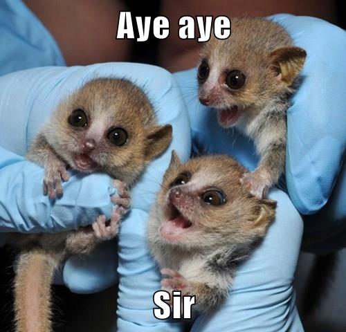 Aye aye Sir - Animal Comedy - Animal Comedy, funny animals, animal gifs