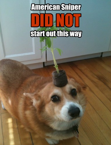 I Has A Hotdog - gun - Funny Dog Pictures | Dog Memes | Puppy Pictures ...