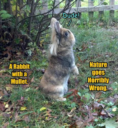 The Horror, the Horror! - Animal Comedy - Animal Comedy, funny animals ...