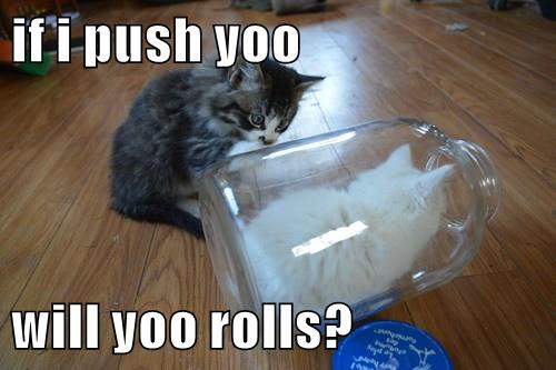 Lolcats - stuck - Page 2 - LOL at Funny Cat Memes - Funny cat pictures ...