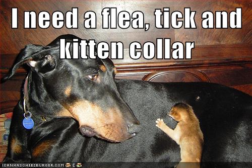 I Has A Hotdog - fleas - Funny Dog Pictures | Dog Memes | Puppy ...
