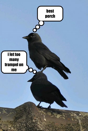 Best Perch - Animal Comedy - Animal Comedy, funny animals, animal gifs