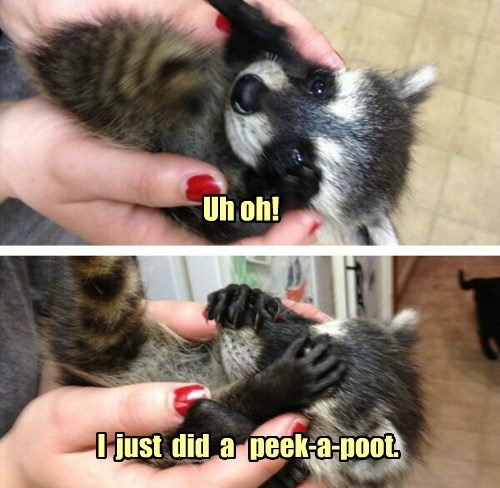 Uh oh! - Animal Comedy - Animal Comedy, funny animals, animal gifs