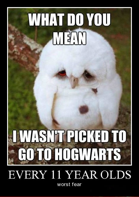 Sad Owl Meme Hogwarts