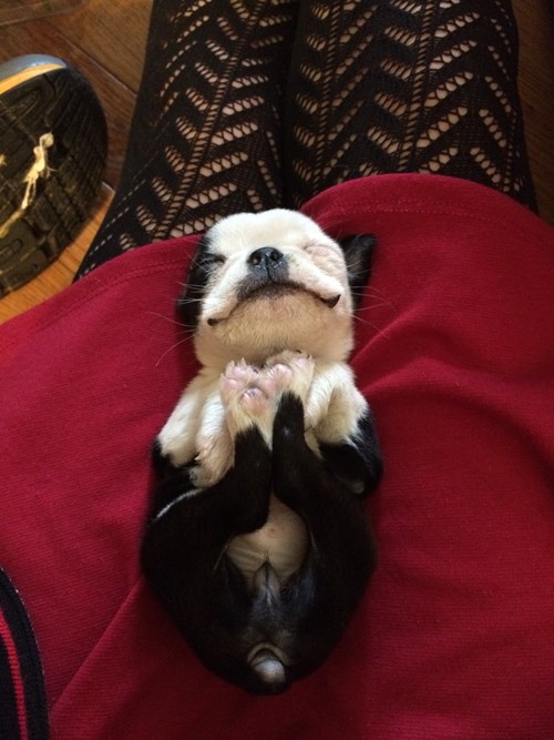 This Adorable Boston Terrier Puppy Will Make Your Day Squeeful - Daily ...