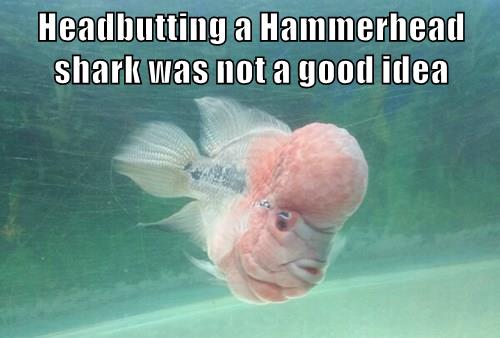 Headbutting a Hammerhead shark was not a good idea - Animal Comedy ...