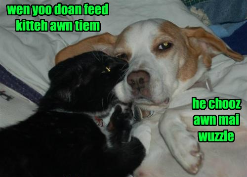 A Littol Halp Heer - I Has A Hotdog - Dog Pictures - Funny pictures of ...