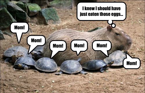 Mom! - Animal Comedy - Animal Comedy, funny animals, animal gifs