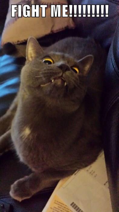 Every Morning With Your Cat Lolcats Lol Cat Memes Funny Cats