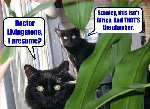 Cheezburger - explorer - I Can Has Cheezburger | Failblog | Memebase ...