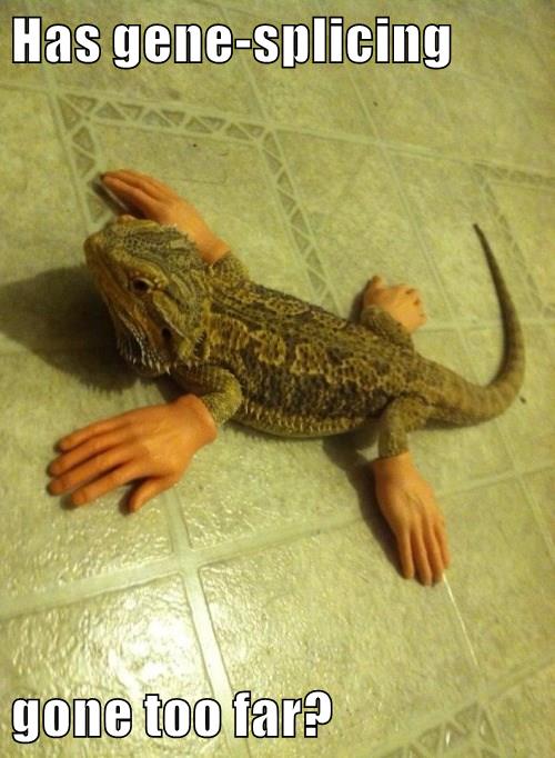 Has gene-splicing gone too far? - Animal Comedy - Animal Comedy, funny ...