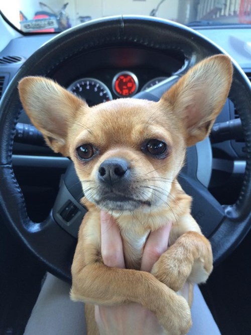 At Least Eating a Bee is Off This Puppy's Bucket List Now - Daily Squee ...
