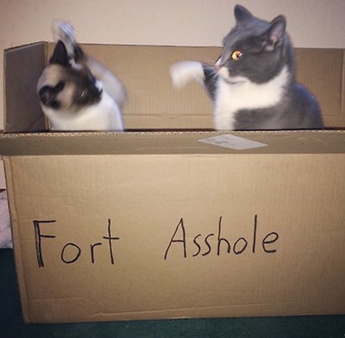 Lolcats - fort - LOL at Funny Cat Memes - Funny cat pictures with words ...