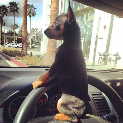 Quick Puppy Take the Wheel! - Daily Squee - Cute Animals - Cute Baby ...