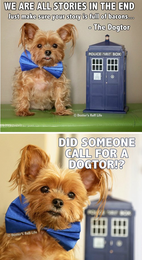 Doctor Who - dogtor - Doctor Who, Pokémon GO - Cheezburger