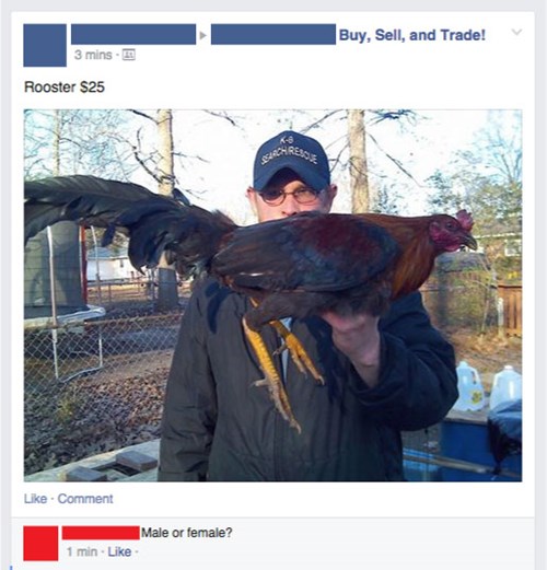 That's for the Bird to Decide, Not You - Failbook - Failing On Facebook