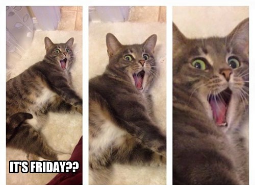 Lolcats - excited - LOL at Funny Cat Memes - Funny cat pictures with words on them - lol | cat ...
