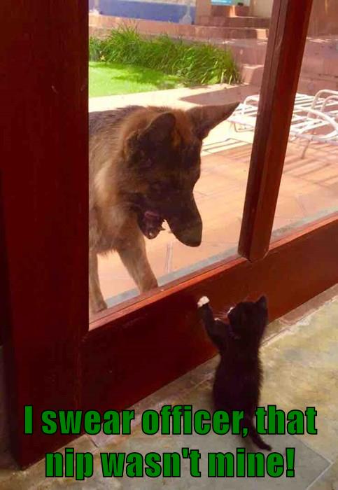 I'm Just One of the Minions - Lolcats - lol | cat memes | funny cats ...