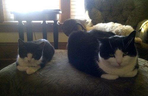 One Meal At a Time, Mini Me - Daily Squee - Cute Animals - Cute Baby ...