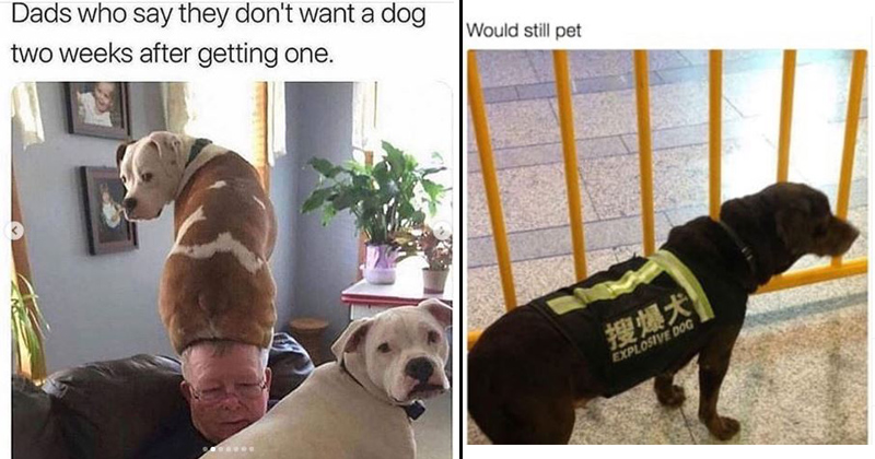 24 Doggo Memes That'll Significantly Improve The Ruff Day You're Having ...