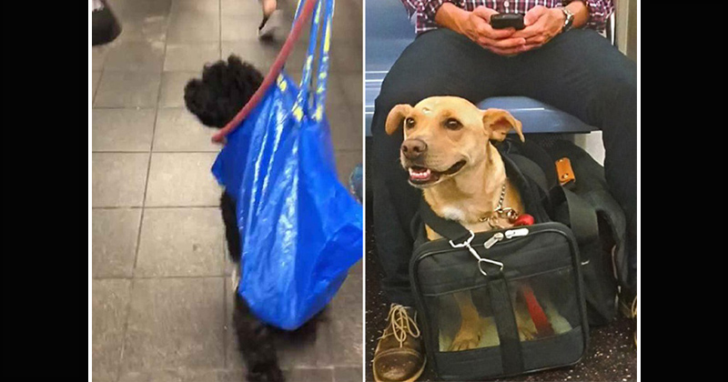 NYC Banned Dogs On The Subway Unless They Fit In Bags, So People Are ...