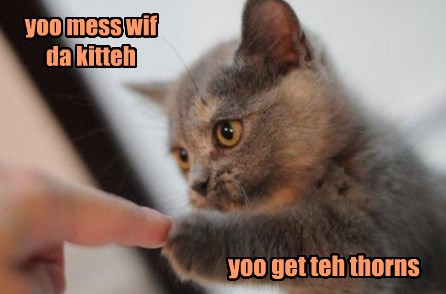 Lolcats - squee - Page 2 - LOL at Funny Cat Memes - Funny cat pictures ...