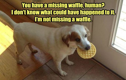 I Can Has Cheezburger? - waffle - Funny Animals Online - Cheezburger