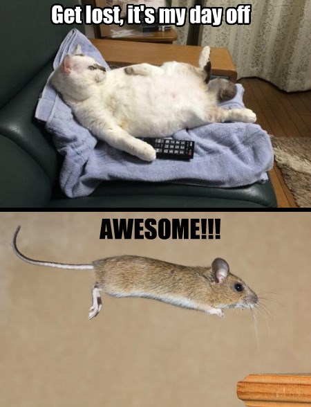 I'm Watching "Survivor" - Lolcats - lol | cat memes | funny cats ...