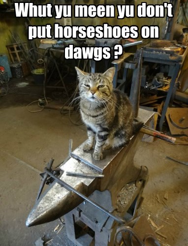 Why Are They So Clumsy Then? - Lolcats - lol | cat memes | funny cats ...