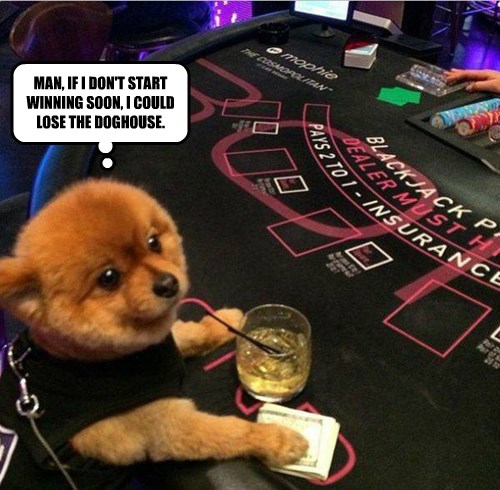 I Can Has Cheezburger? - gambling - Funny Animals Online - Cheezburger