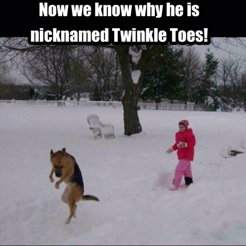 He's a NAtural, Like Fred Flintstone! - I Has A Hotdog - Dog Pictures ...